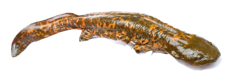 About Us - Hellbender