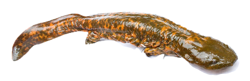 About Us - Hellbender